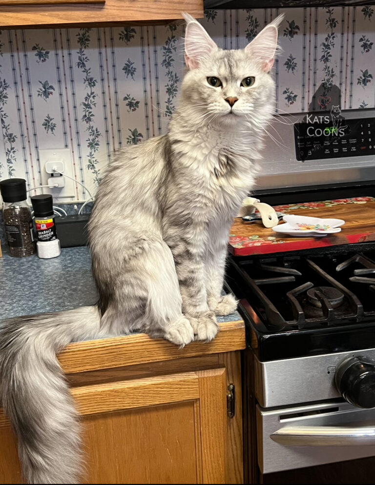 A little about Us - Kats Coons Maine Coons